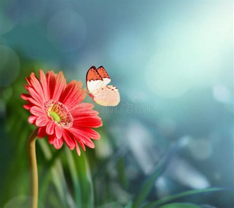 Gerbera Con El Fondo Brillante De La Falta De Definici N Y Mariposa