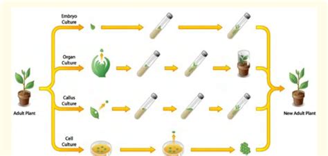 Plant Tissue Culture