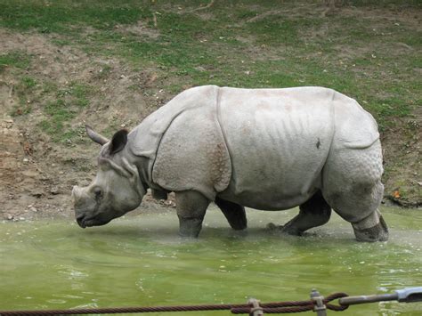 Stas Son Las Especies M S Amenazadas Del Mundo Seg N La Wwf