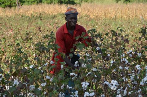 Malijet Le Mali est à nouveau le premier producteur de coton en Afrique