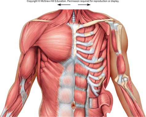 Chest Muscles Diagram Female The Muscles Of The Trunk Human Anatomy
