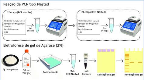 Fluxograma das etapas de extração do DNA de caramujos Biomphalaria pelo