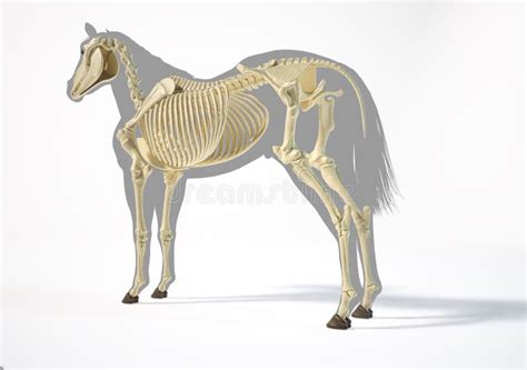 Anatomia Equina Sistema Esquelético Foto de Stock Imagem de povos
