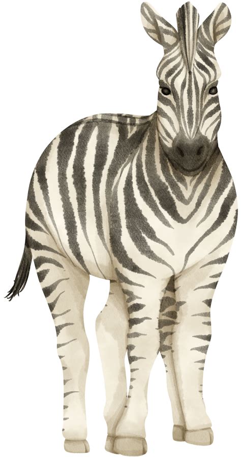 Zebra Animais Selvagens Animais Ilustra O Em Aquarela Png