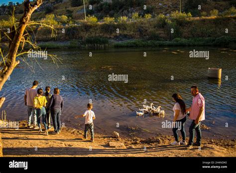 Familia De Patos Hi Res Stock Photography And Images Alamy