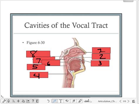 Cavities Of The Vocal Tract And Muscles Of The Face Flashcards Quizlet