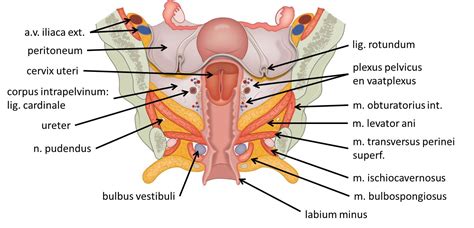 Transverse Cervical Ligament Of Uterus