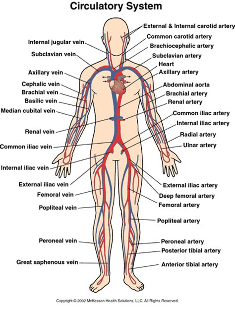 Major Arteries Of The Body Diagram