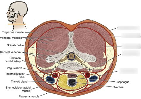 Transverse Section Of Neck Diagram Quizlet