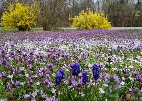 Spring In SW Missouri Mike Ritzman Flickr