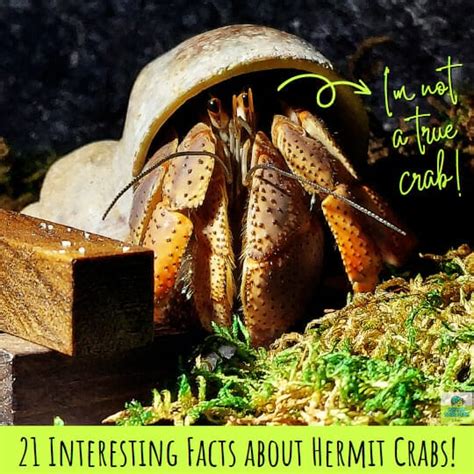 Interesting Facts About Hermit Crabs Hermit Crab Pets
