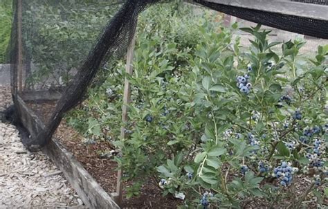 Do You Need Two Blueberry Bushes To Produce Fruit Gardening Channel