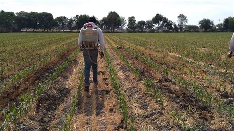 Nutriendo Y Fumigando Ma Z V A Foliar Mayo Youtube