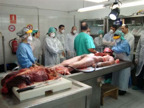 Medicina Forense At Emaze Presentation
