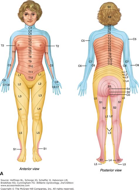Female Dermatome Chart Dermatome Map Porn Sex Picture