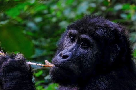Uganda Gorilla Habituation Experience Uganda Gorilla Safaris Uganda