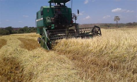 MST inicia colheita de arroz no Piauí MST