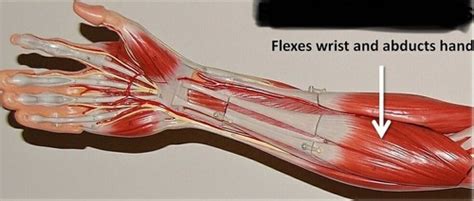 Muscles Of Wrist And Hand Flashcards Quizlet