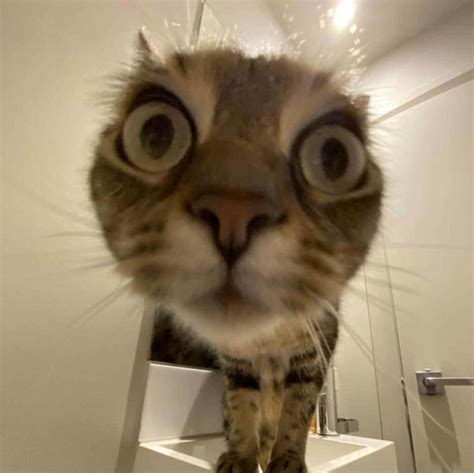 100 Funny Discord Profile Pictures Wallpapers