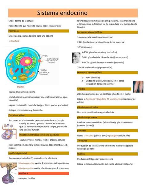 Sistema Endocrino Yasmin Diaz UDocz