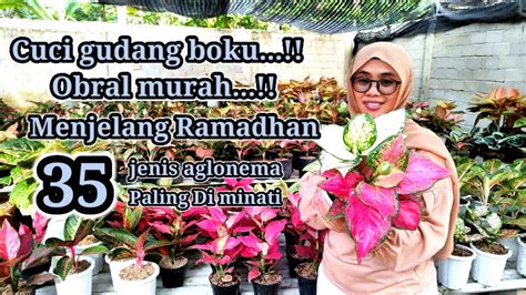 Cuci Gudang Aglonema Menjelang Ramadhan Obral Murah Siap Kirim Ke
