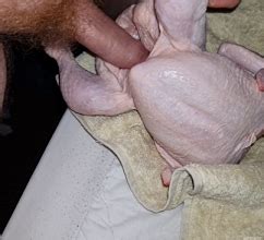tesão comendo uma galinha abatida Xvideos Zoofilia