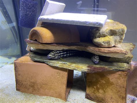 Julidochromis Regani Pair Reduce The Cichlid Stage