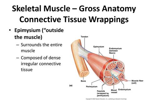 Ppt Chapter Muscles And Muscle Tissue Powerpoint Presentation Free