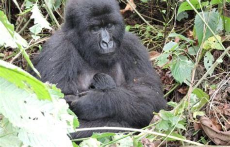 Kabira Safaris Tours Africa Kabirasafaristours Profile Pinterest
