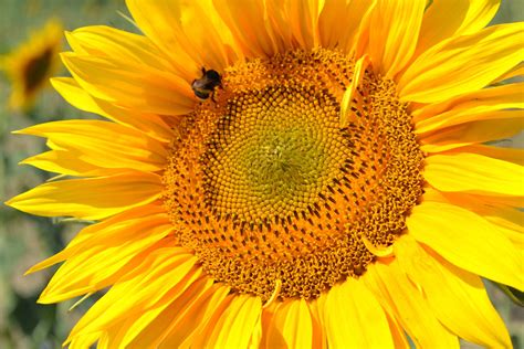 Top Sunflower Aesthetic Wallpaper Full Hd K Free To Use