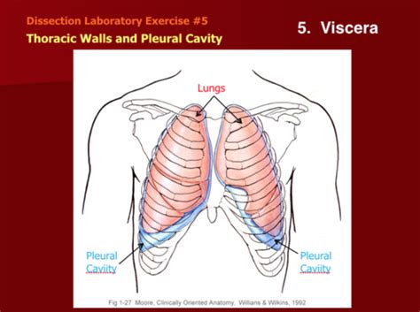 Thorax Lungs And Pleural Flashcards Quizlet