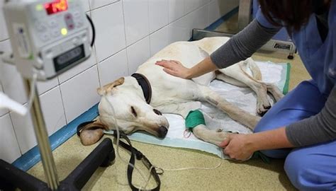 En el Valle de Uco hay guardias veterinarias y así funcionarán durante