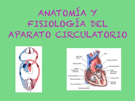 PDF ANATOMÍA Y FISIOLOGÍA DEL APARATO CIRCULATORIO PDF
