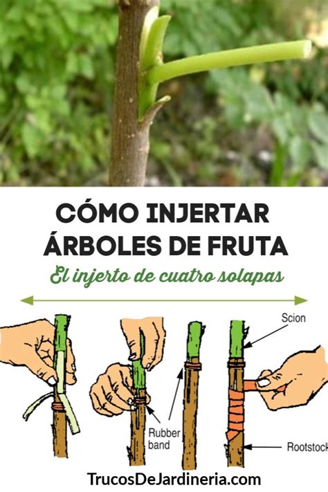 Details 48 como hacer esquejes de árboles frutales Abzlocal mx