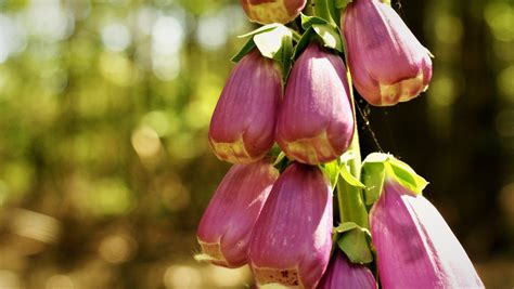 Blommor Sommar Rosa Gratis foto på Pixabay Pixabay