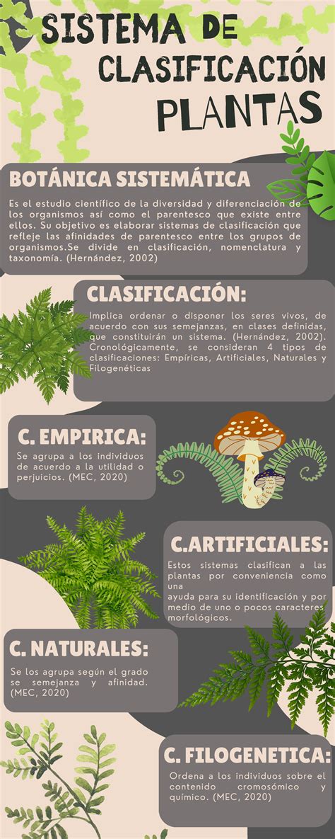 Infografía de la clasificación de las plantas SISTEMA PLANTAS C