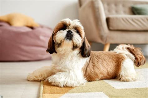 Descubra as 10 raças de cachorros populares no Brasil