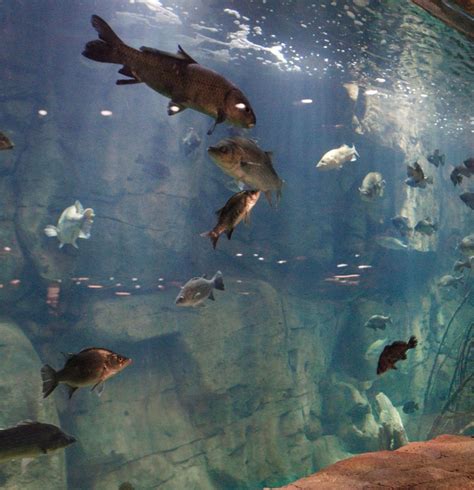 Alabama Man Accused Of Stripping Jumping Naked Into Bass Pro Shop