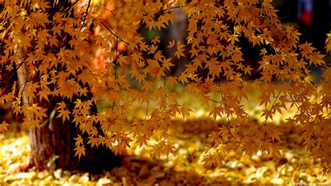 4K Autumn Wallpapers Top Free 4K Autumn Backgrounds WallpaperAccess