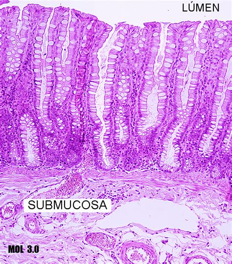 16 22 Tubo Digestivo HISTOLOGIA