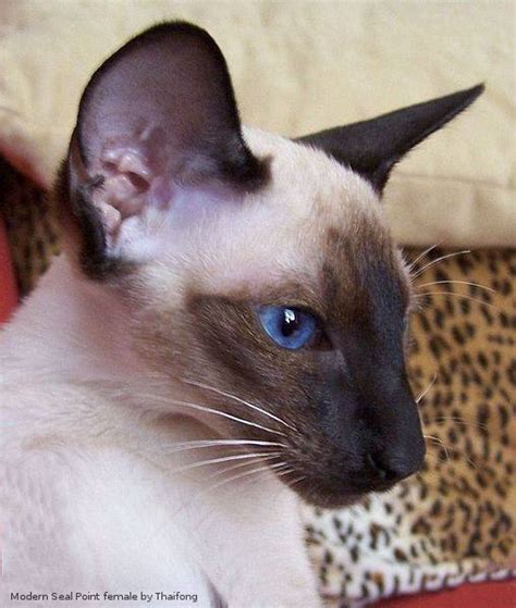 Seal Point Siamese Cats Siamese Cat Spot