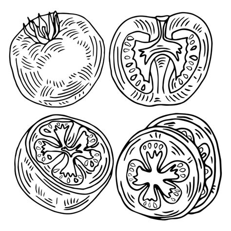 Hand Drawn Tomato Set Tomatoes Slices Halves Cherry Tomatoes And