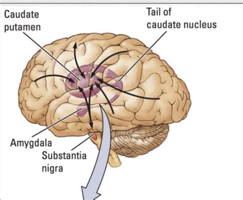Neuro Final Review Flashcards Quizlet