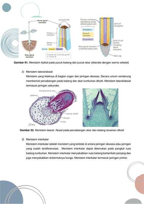SOLUTION Jaringan Hewan Dan Tumbuhan Studypool