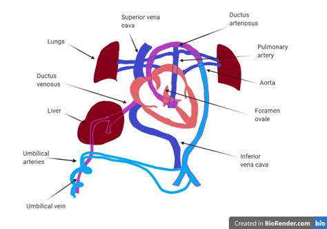 The Fetal Circulation Shunts Fetal Haemoglobin TeachMePhysiology