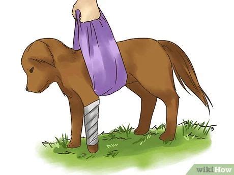 C Mo Ayudar A Un Perro Con La Pata Rota A Recuperarse Perros