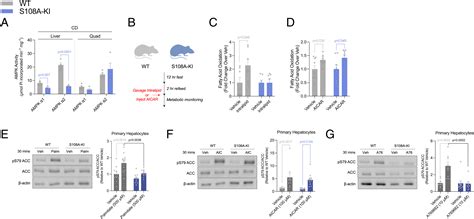 The Phosphorylation Of Ampk Is Critical For Increasing Autophagy And