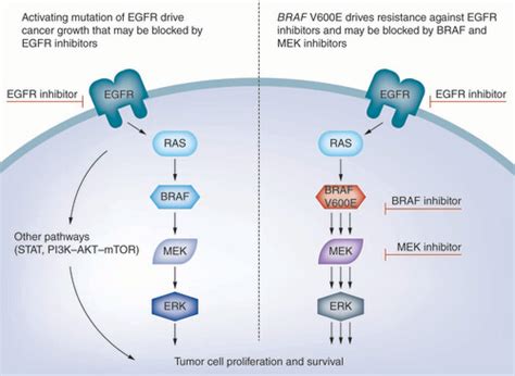 Full Article Precision Oncology A Clinical And Patient Perspective
