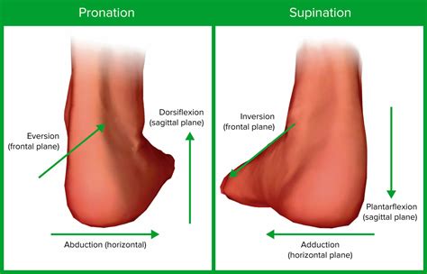 Articulación del Tobillo Anatomía Concise Medical Knowledge