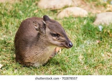 167 Duiker Buck Images Stock Photos Vectors Shutterstock